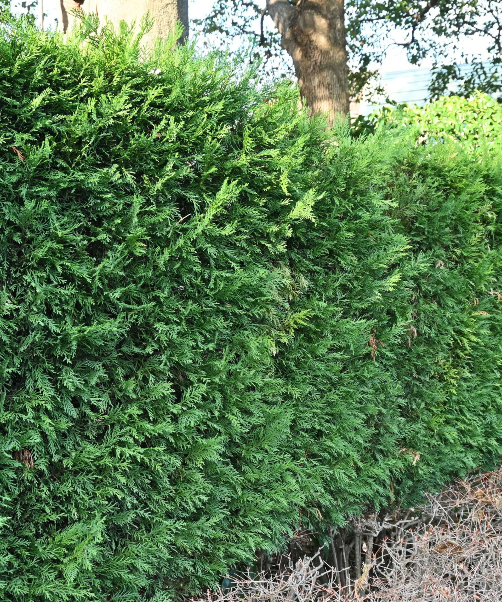 12 front yard privacy ideas to create a secluded space with | Real Homes