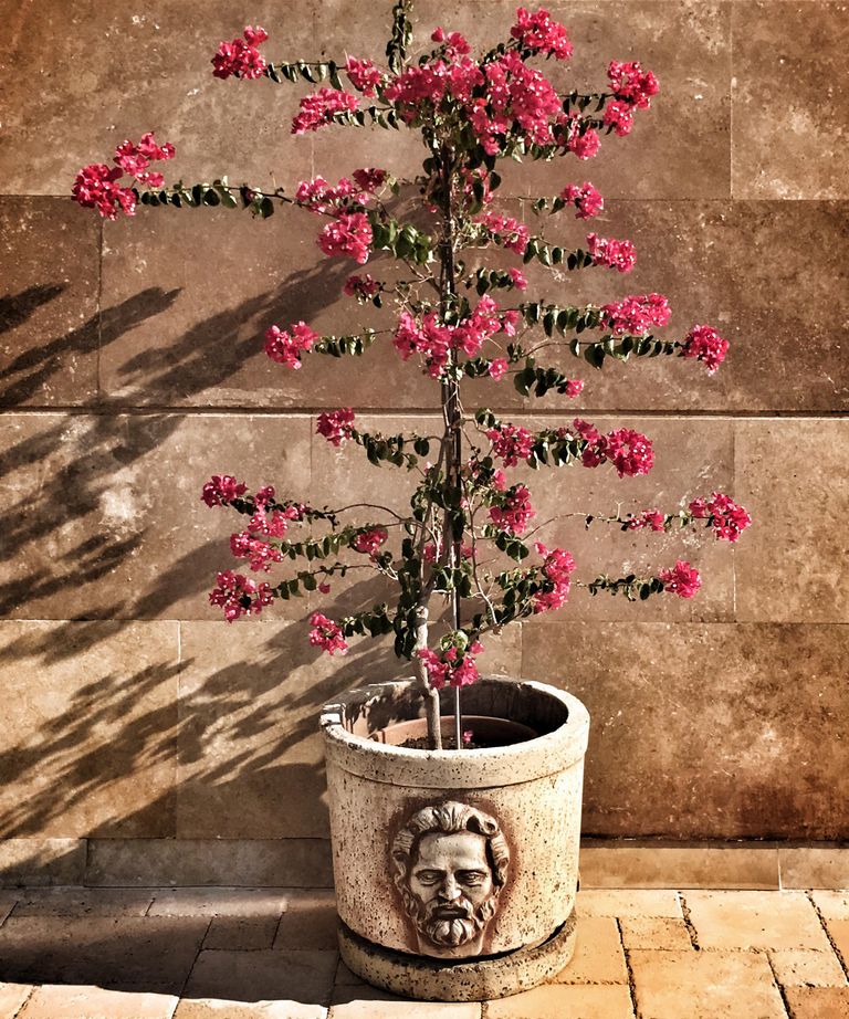 Best pink flowering trees for pots: 5 compact varieties | Homes and Gardens