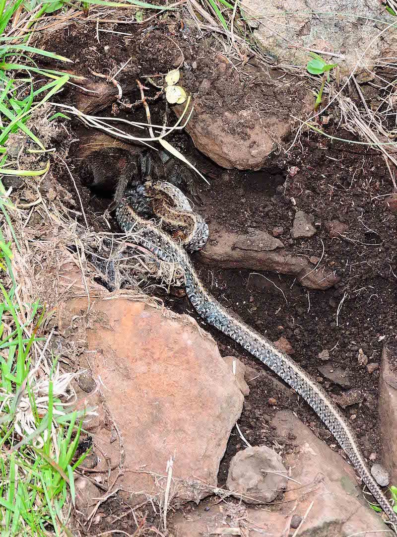 In Photos: A Tarantula-Eat-Snake World | Live Science