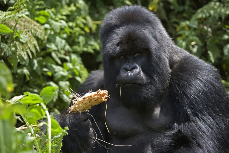 Bucket List dreams for life after lockdown, from the dazzling plains of ...