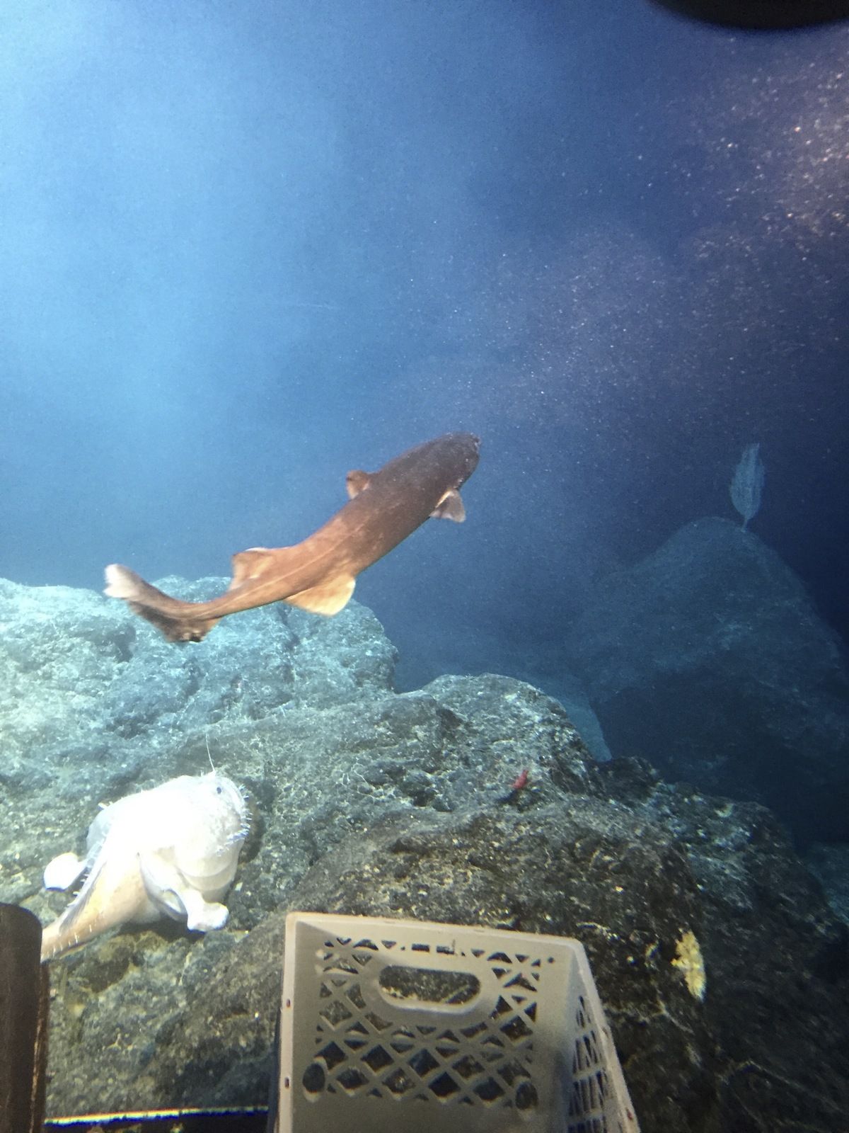 In Photos: Seamount Dives Reveals Rare Marine Life | Live Science