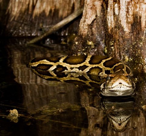 Photos: Giant Pythons Invade Everglades | Live Science