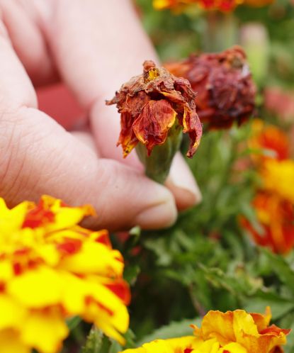 Deadheading flowers: how to keep plants blooming and beautiful for ...