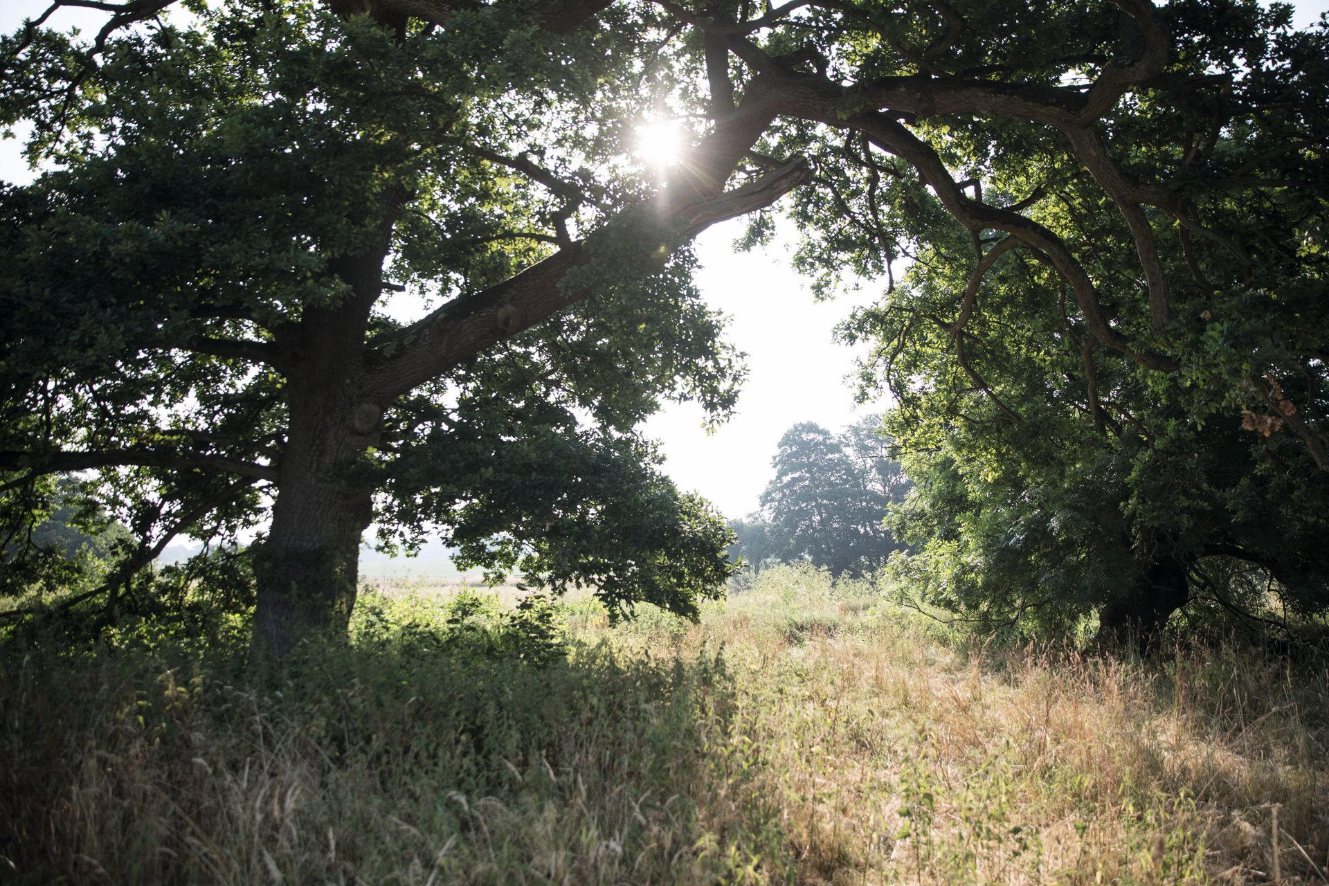 The truth about rewilding, by seven of Britain's most influential ...