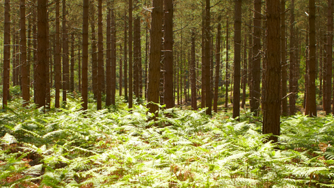 What is rewilding, and why does it matter to you? | Advnture