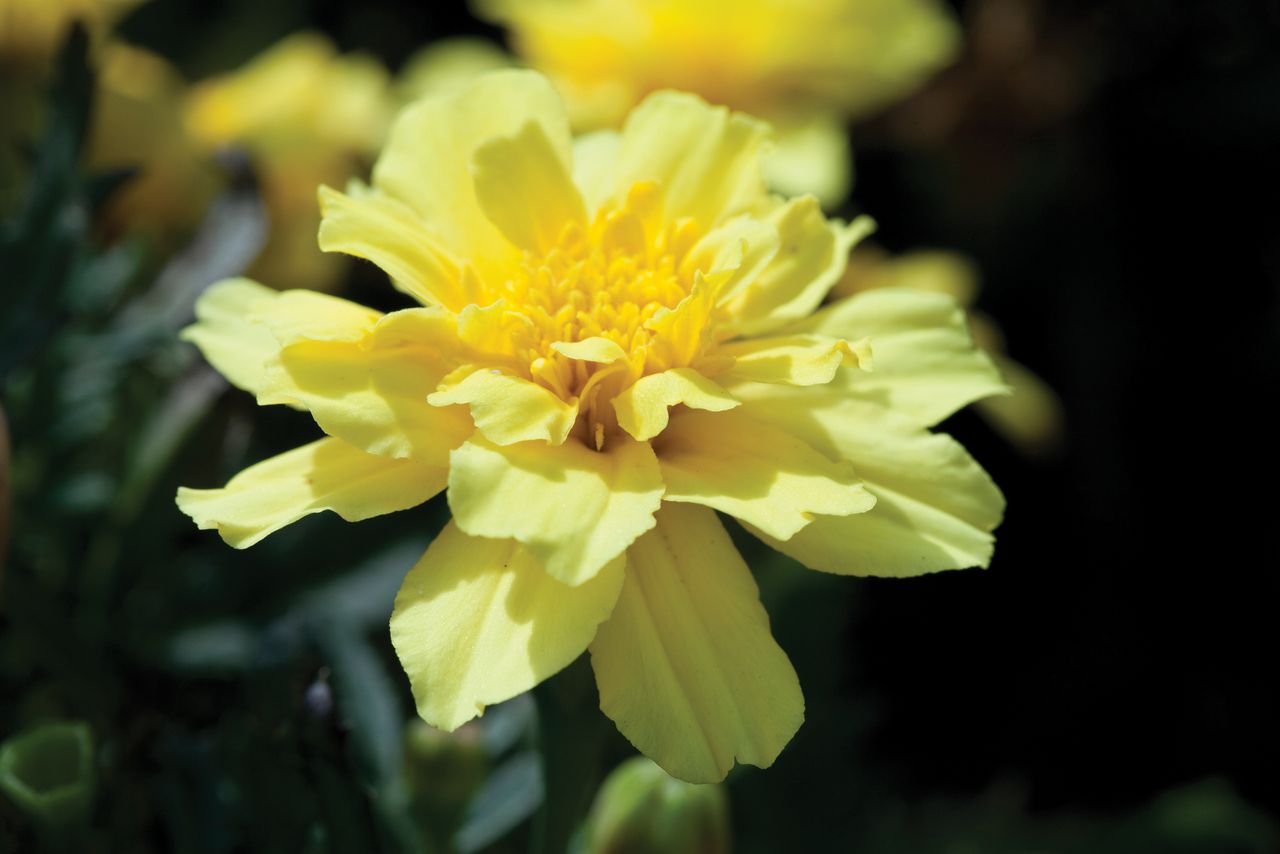 How to grow marigolds: add intense color to borders and containers ...