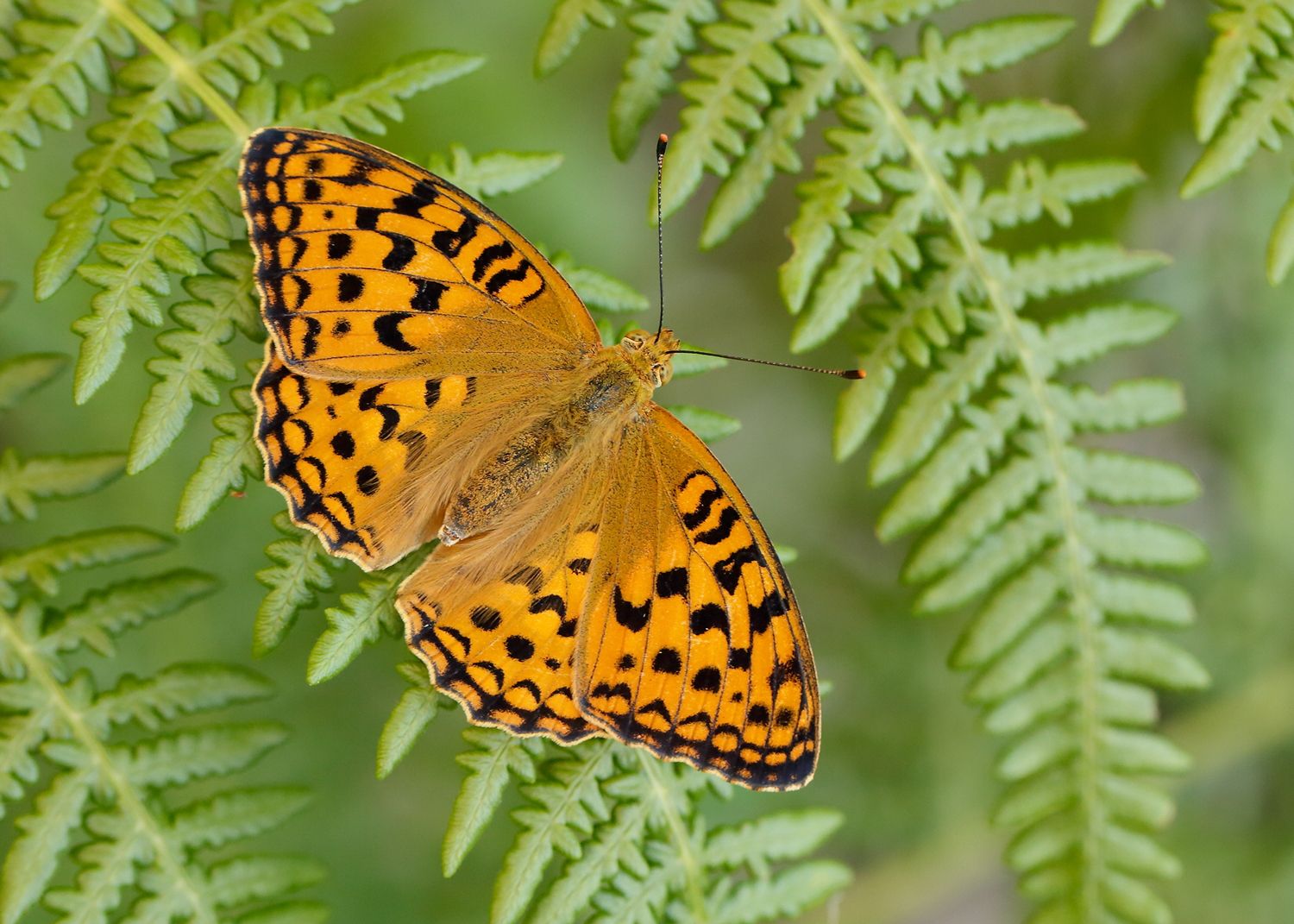 'Living lawmowers': How hungry hairy Hungarian hogs will help save the ...