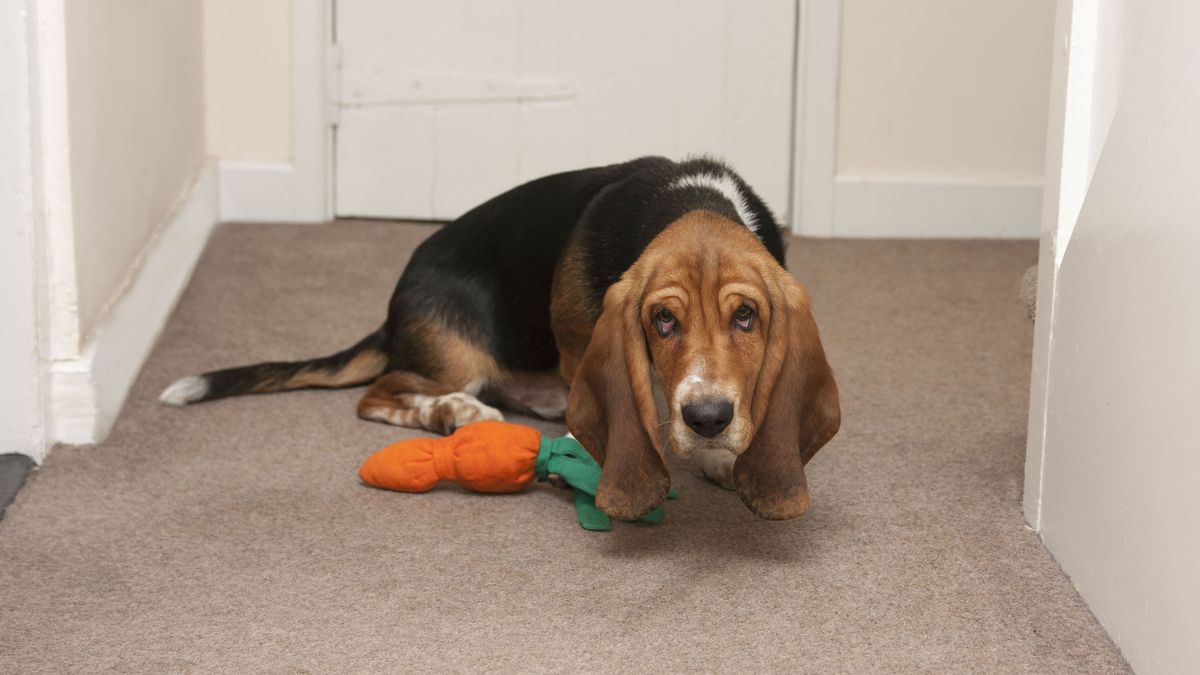 10 signs a dog is stressed | PetsRadar
