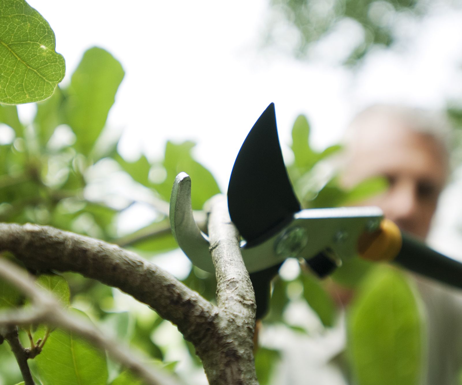 Neighbor's tree blocking sunlight? Here's what to do | Homes and Gardens
