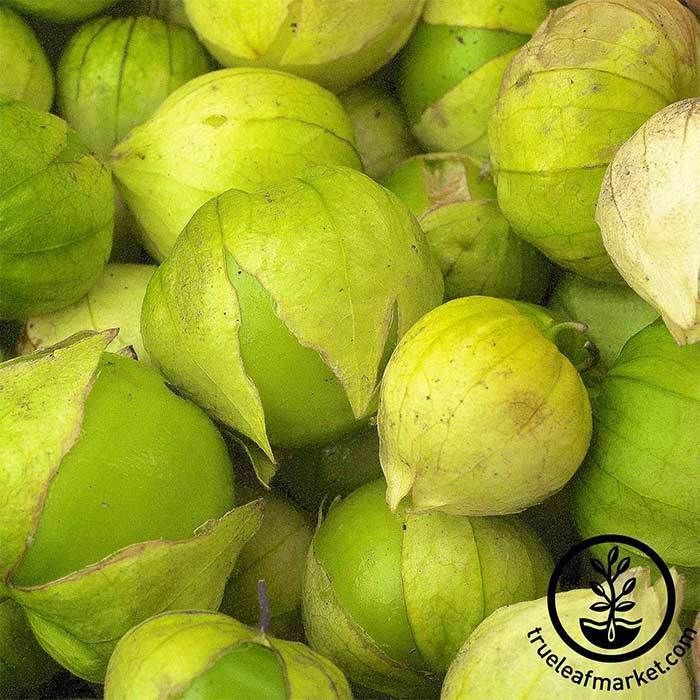 How to grow tomatillos - expert tips for great harvests | Homes and Gardens