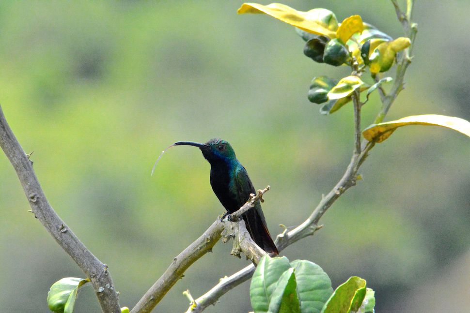 Photos of Hummingbirds Sticking Out Their Tongues | Live Science