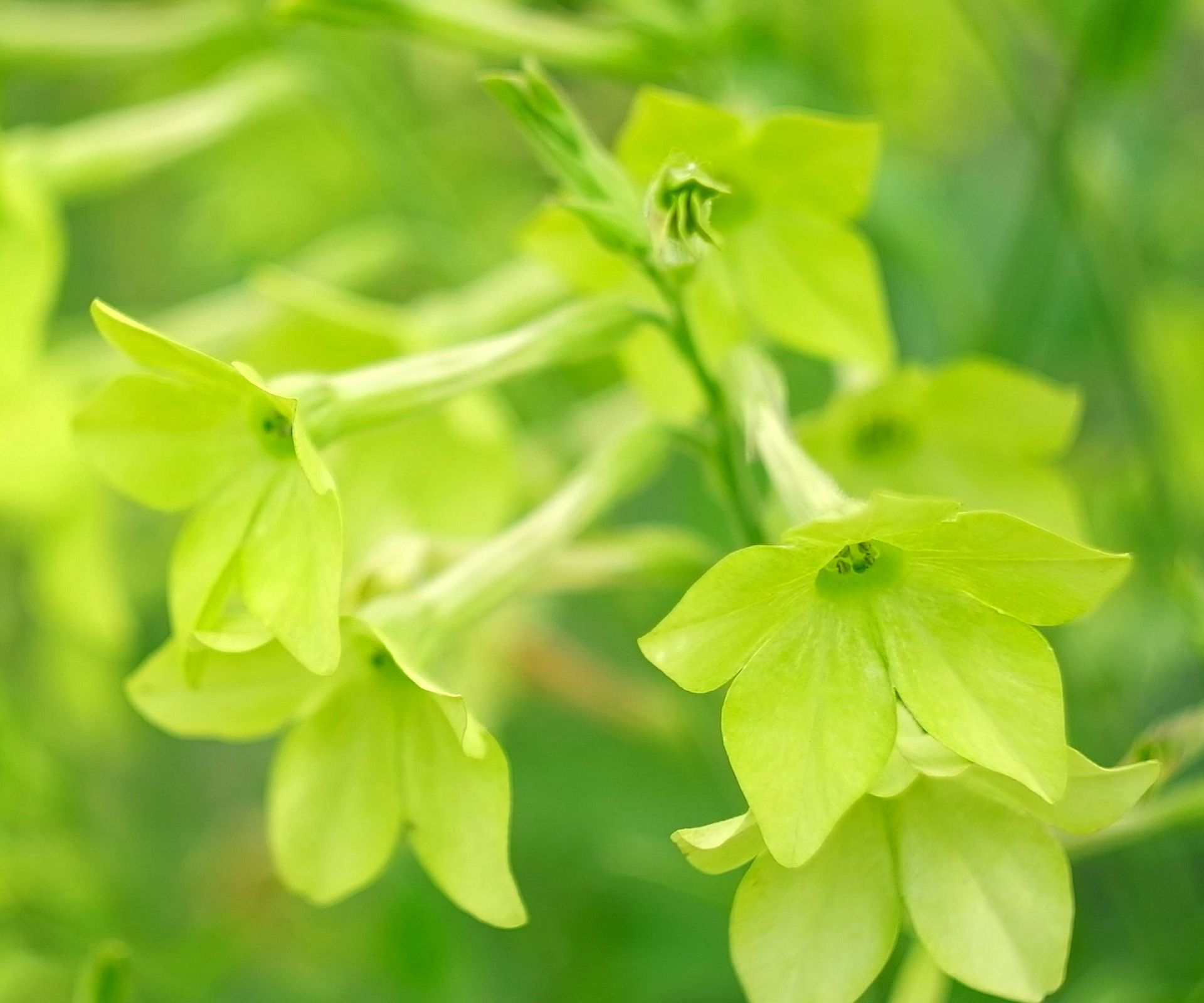 How to grow nicotiana: 3 expert tips | Homes and Gardens