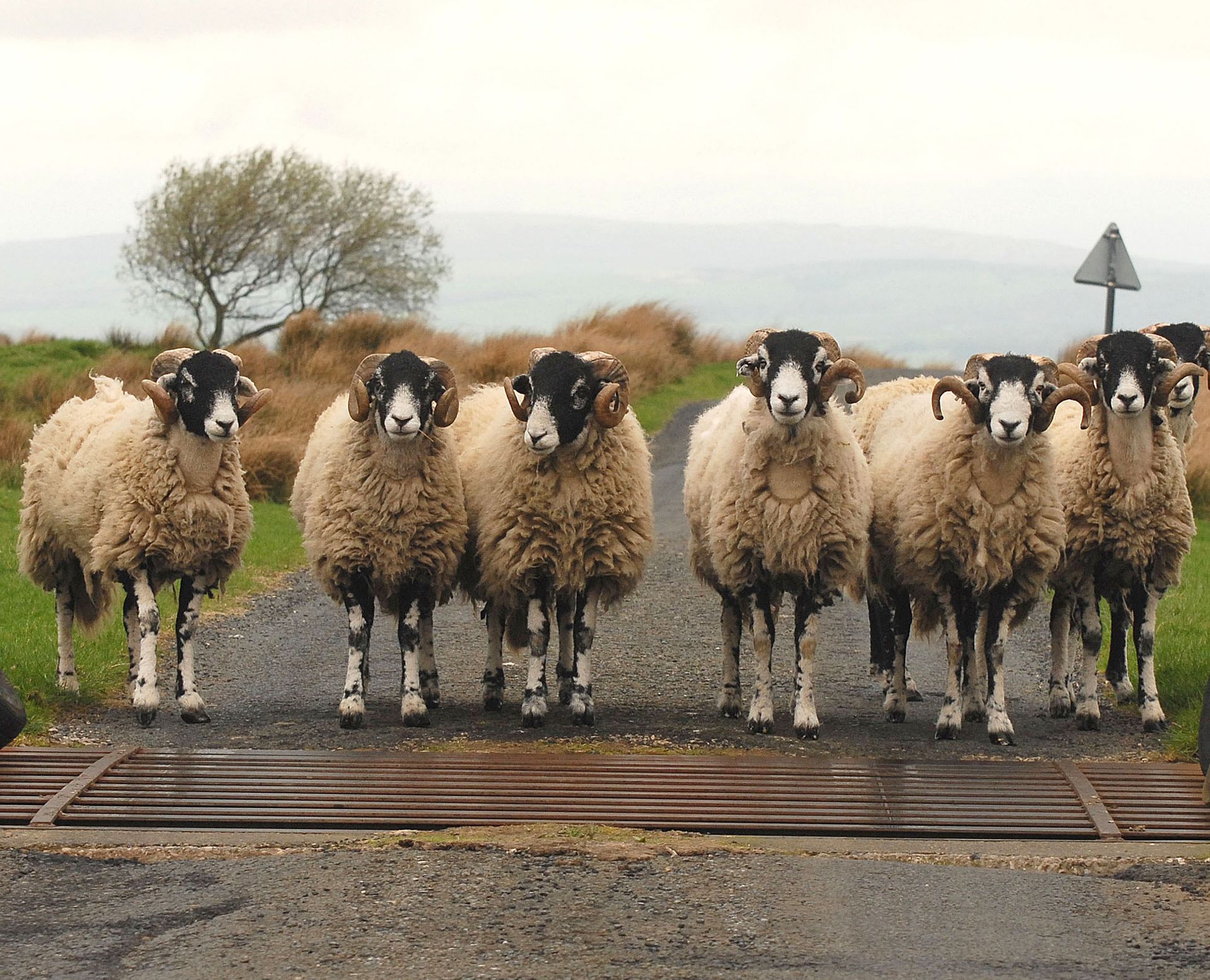 The secret life of sheep — and how these supposedly dim animals show ...