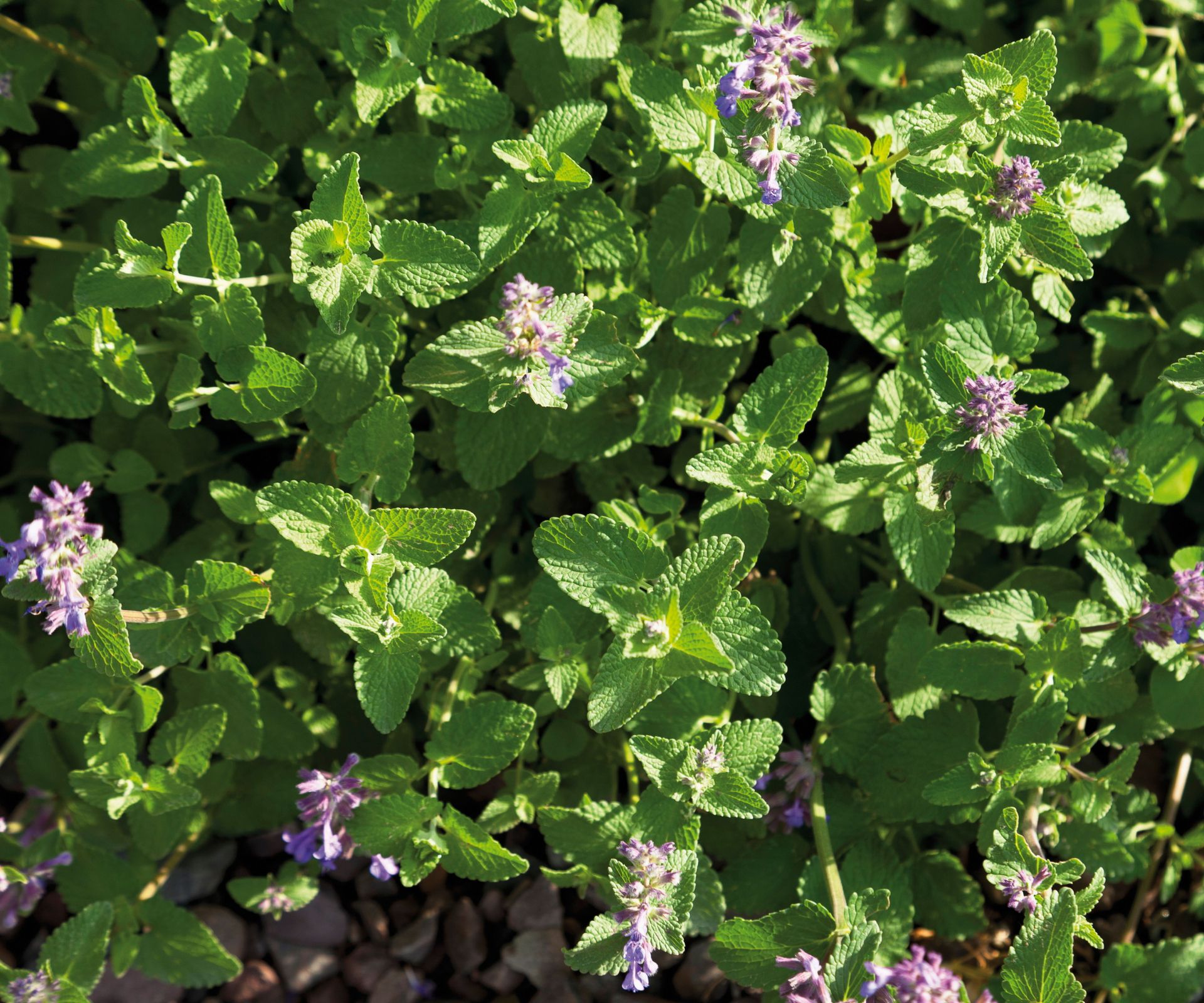 How to grow catmint in pots: Expert tips for success | Homes and Gardens