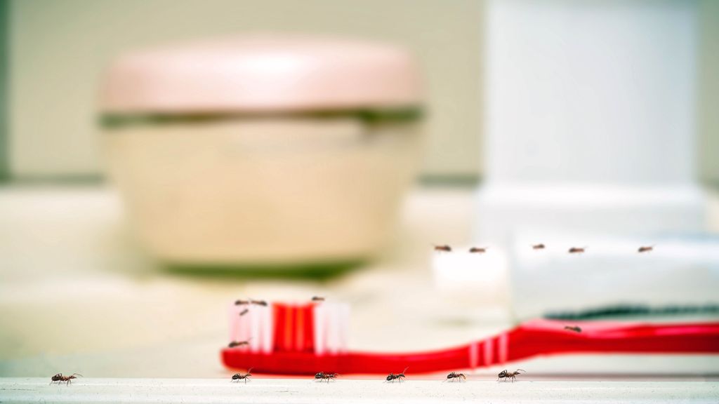 7 things that are attracting ants to your home | Tom's Guide