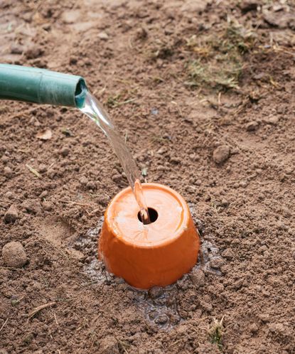 What is a garden olla and how can it water your plants? | Homes and Gardens