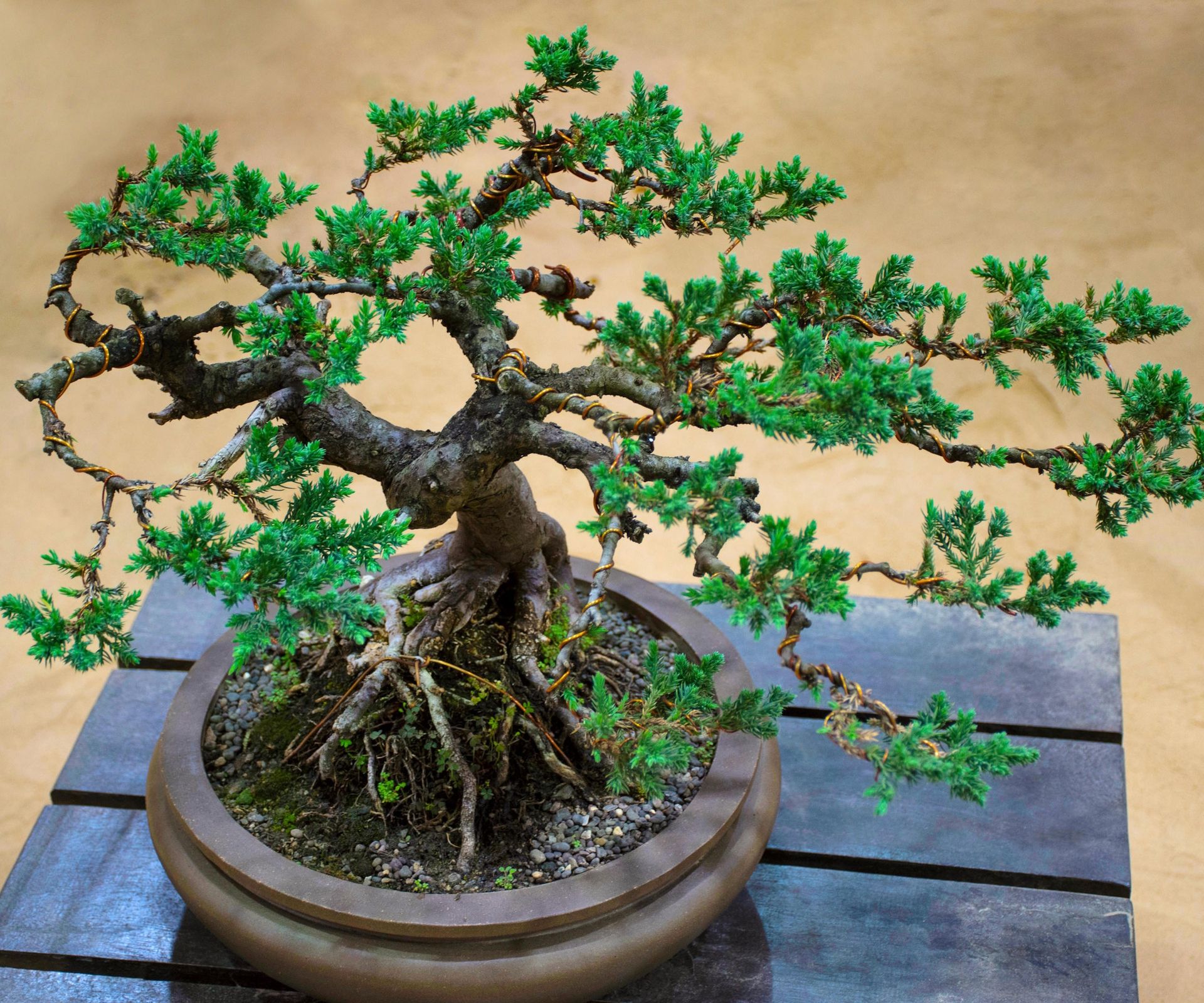 Easiest bonsai trees for beginners: 5 plants to try | Homes and Gardens