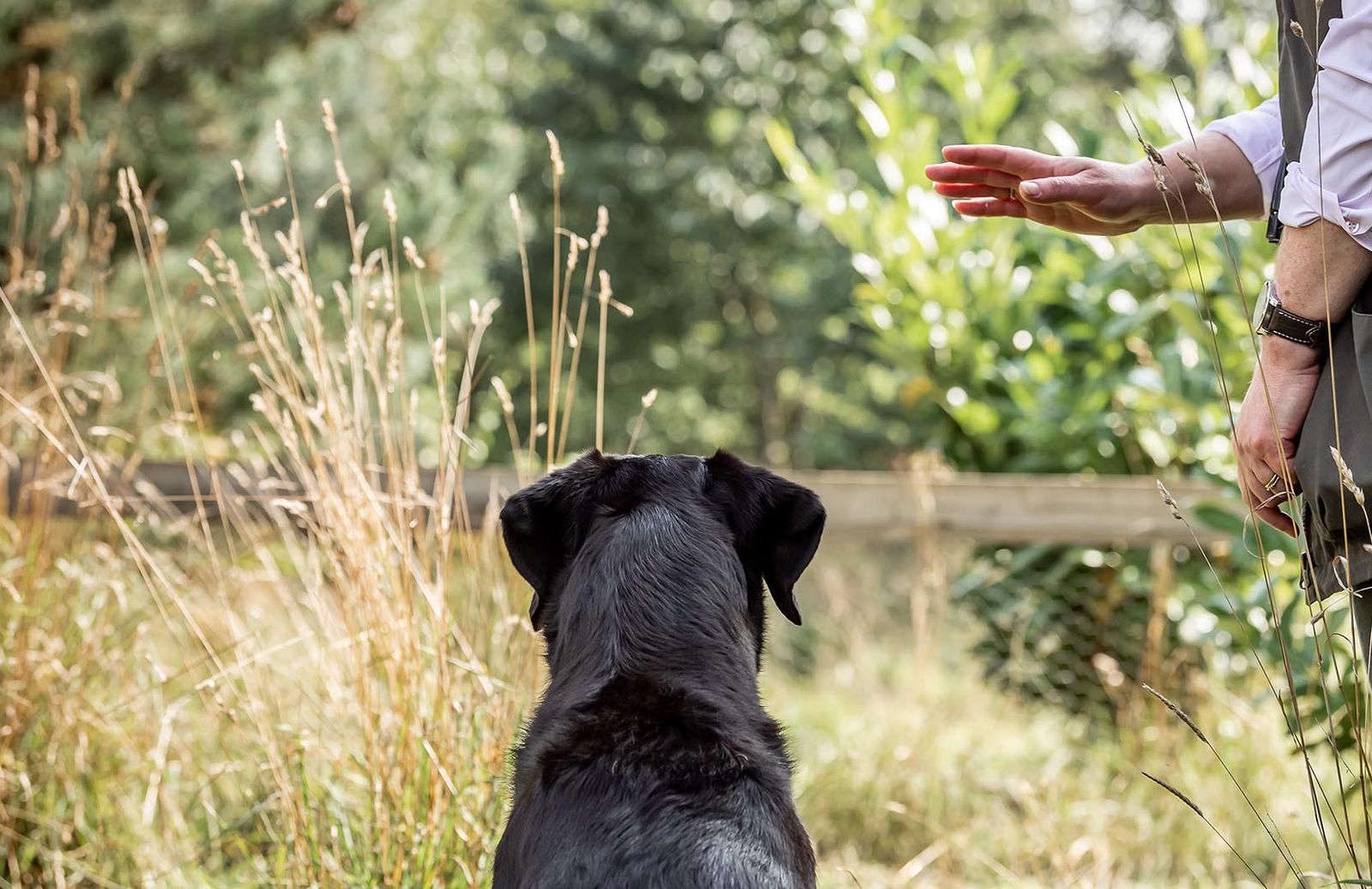 How to stop a dog chasing cars: Six tips from top dog-trainer Ben ...