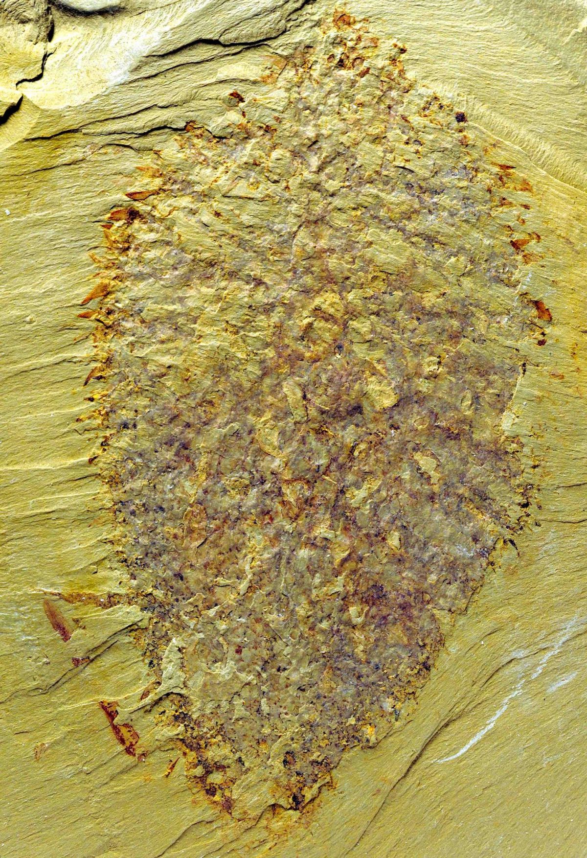 Weird Fossil Reveals Ancient Balloon Animal | Live Science