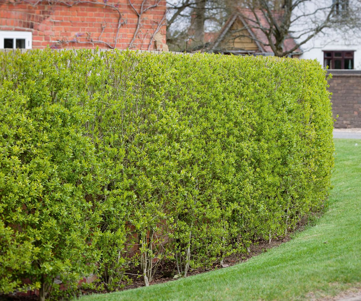 When to cut hedges: Advice for UK gardeners | Homebuilding