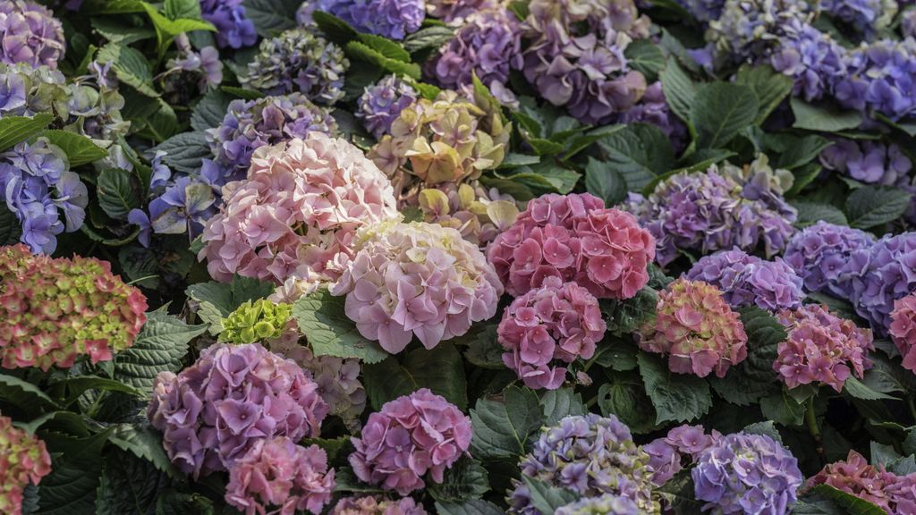 Best fast-growing shrubs: 15 bright and beautiful varieties | Homes and ...