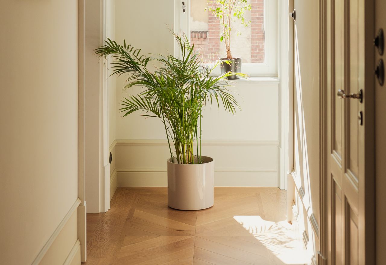 How to Revive a Bamboo Plant — Expert Steps to Rescue Yours | Livingetc
