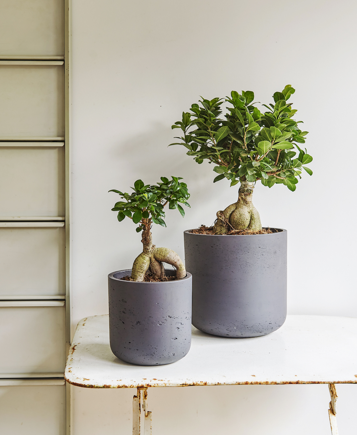 How to care for Bonsai trees - the 6 expert tips you need | Livingetc