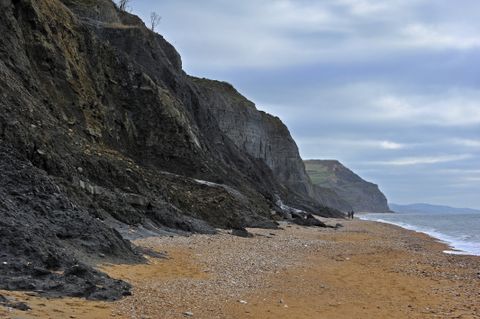 Mary Anning: Life and discoveries of the first female paleontologist ...