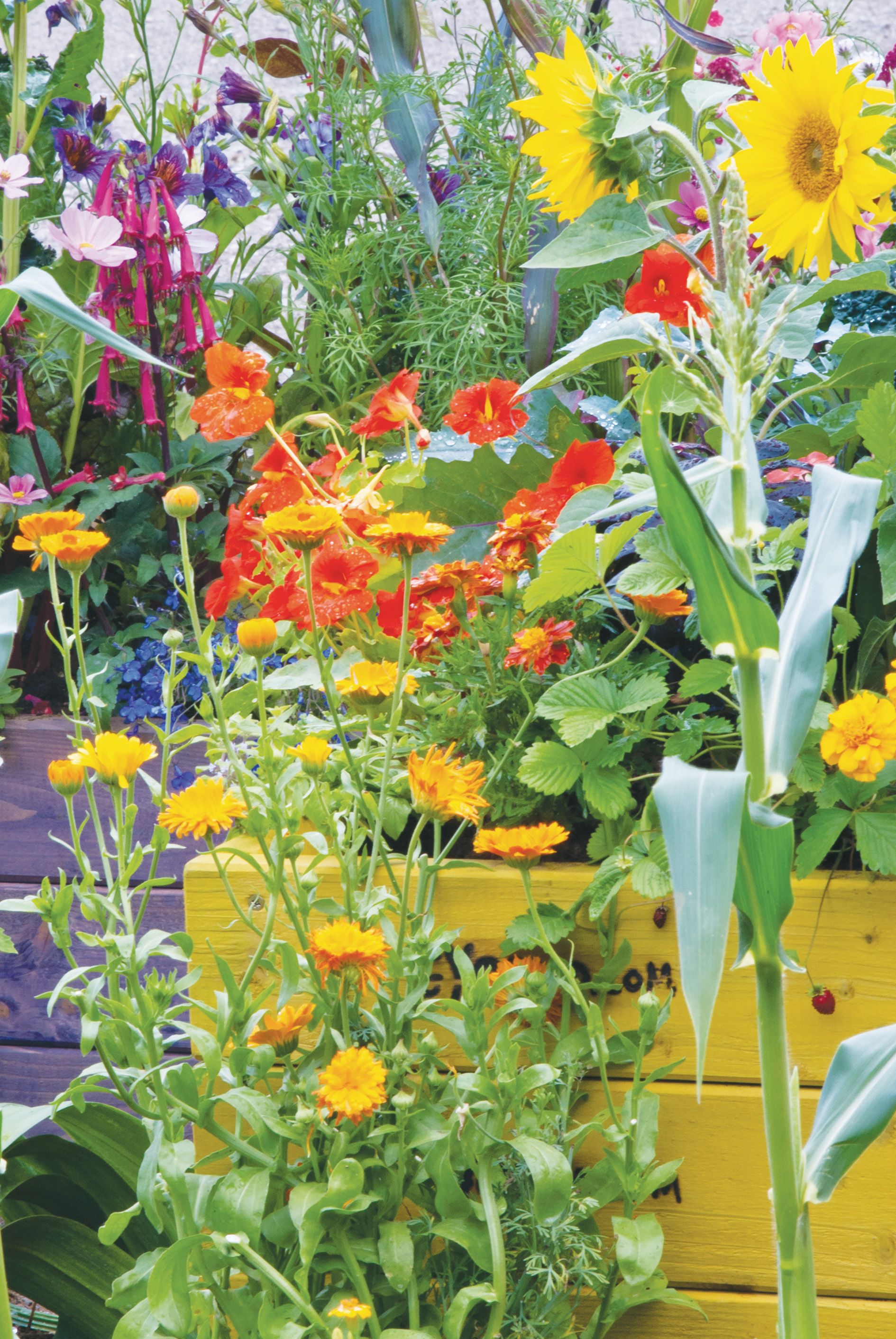 What is French Intensive Gardening? Experts explain it all | Livingetc