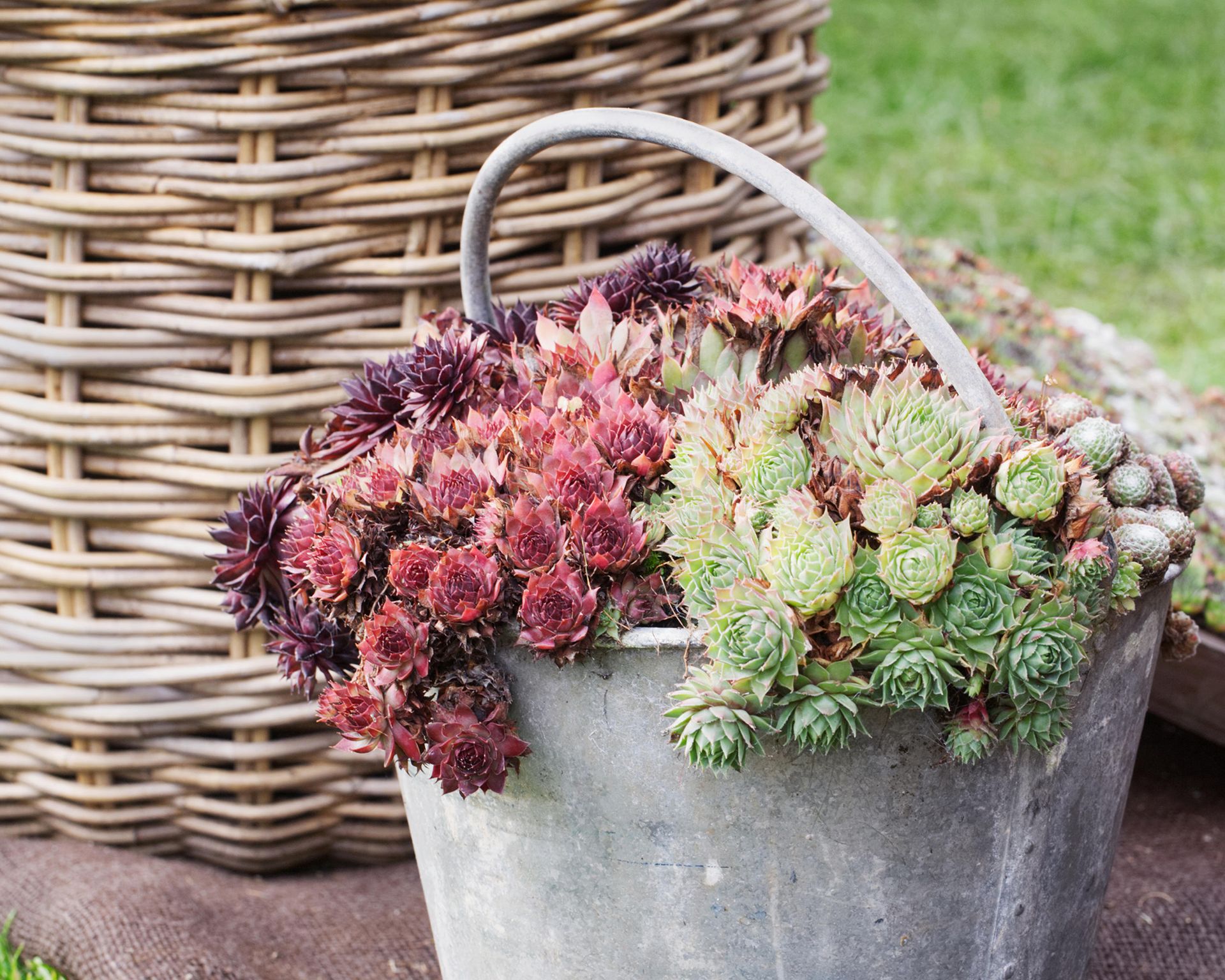 Succulent garden ideas: 14 looks for a stylish outdoor oasis | Gardeningetc