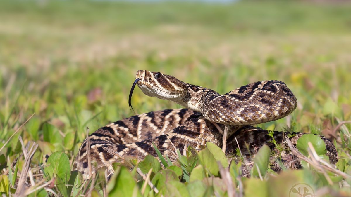 What to do if you see a snake on a trail: expert advice | Advnture