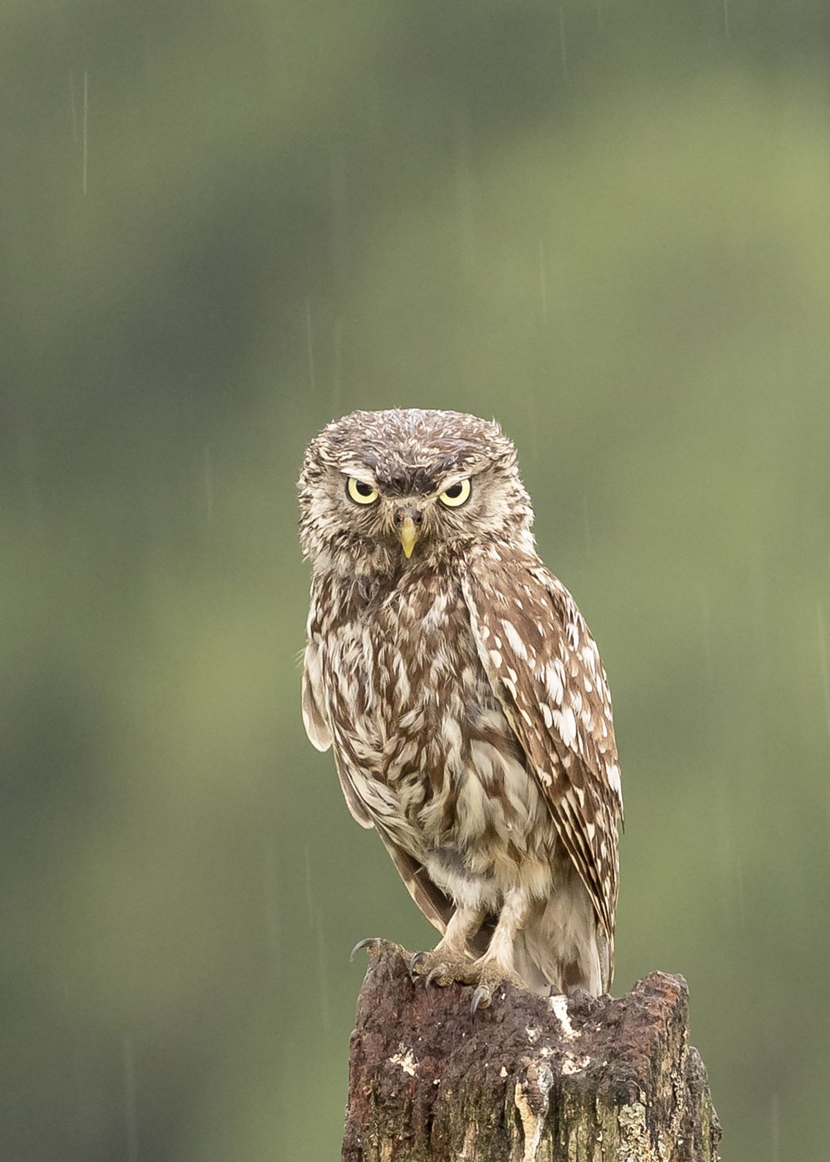 10 pro photo tips for taking fantastic wildlife portraits in the rain ...
