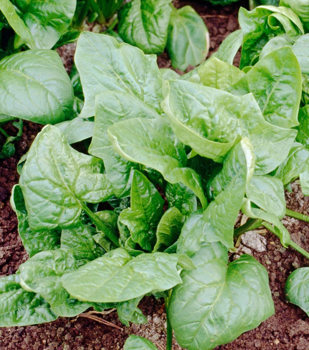 How to grow spinach: your go-to growing guide | Gardeningetc