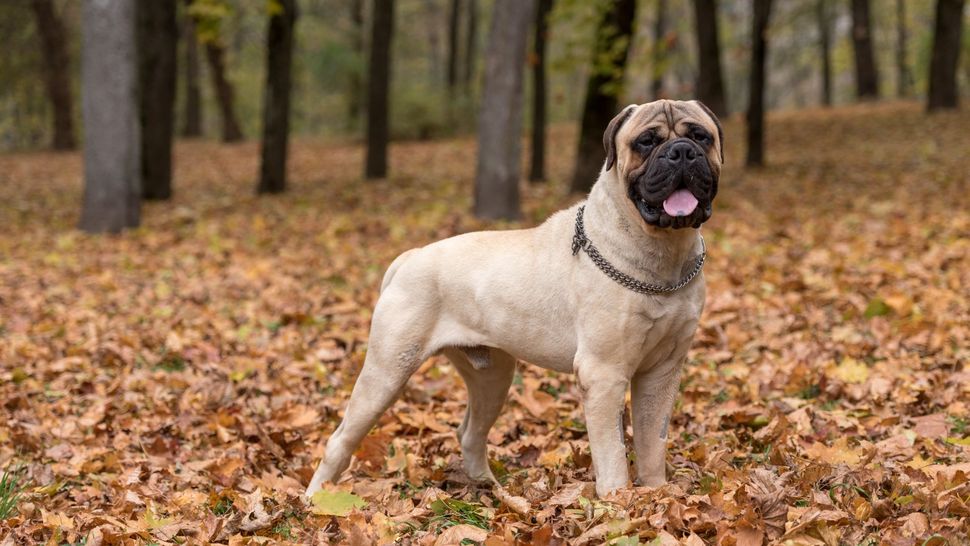 11 different types of Mastiff breeds from across the world | PetsRadar