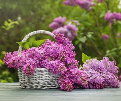 French Flowers To Add Old-World Charm To Your Plot | Gardening Know How