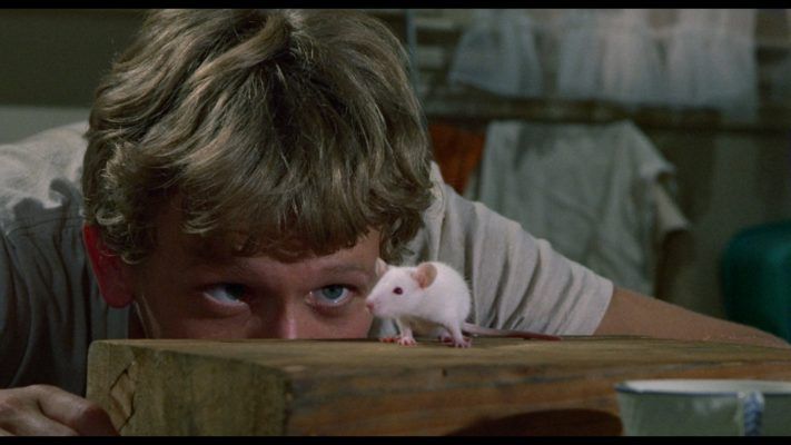 Willard (1971) & Ben (1972) | The rats on the rampage horrors on HD ...