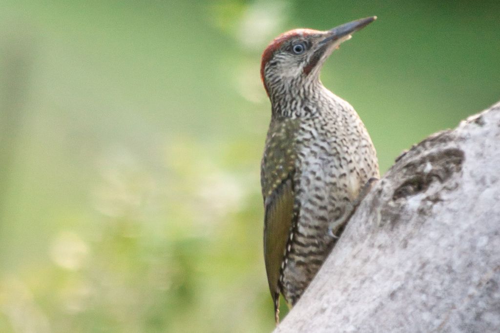 Common wildlife photography mistakes (and how to avoid them) | Digital ...