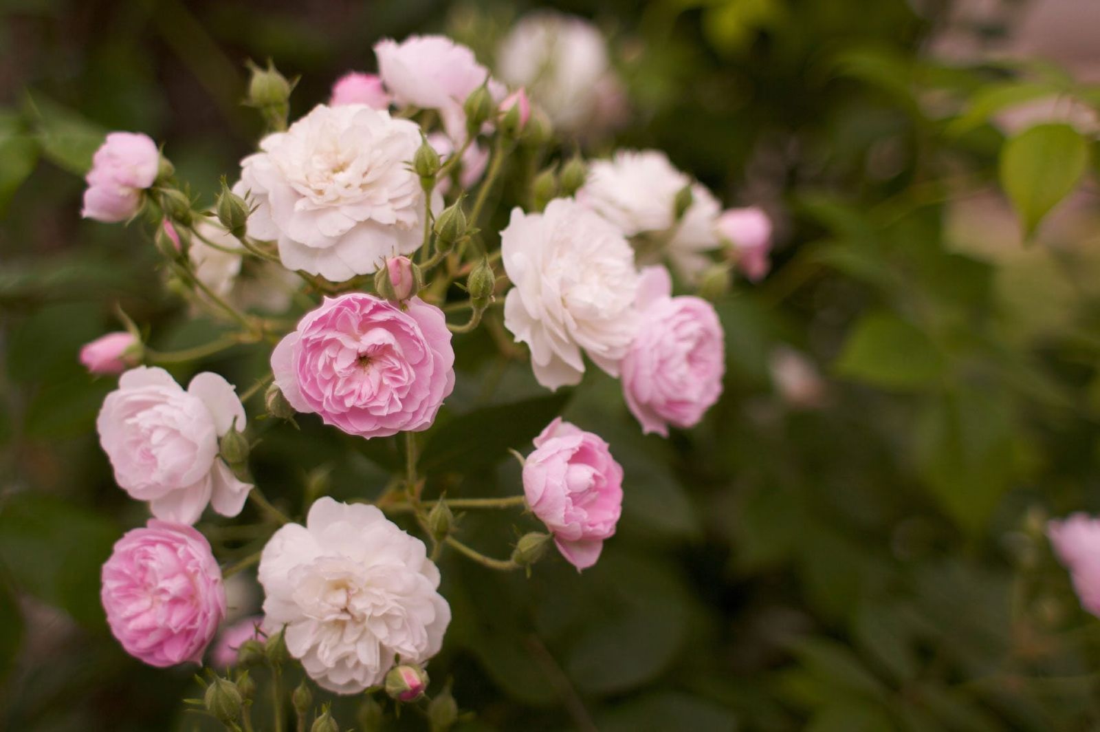 How To Grow Roses For A Garden Full Of Romantic Blooms | Gardening Know How
