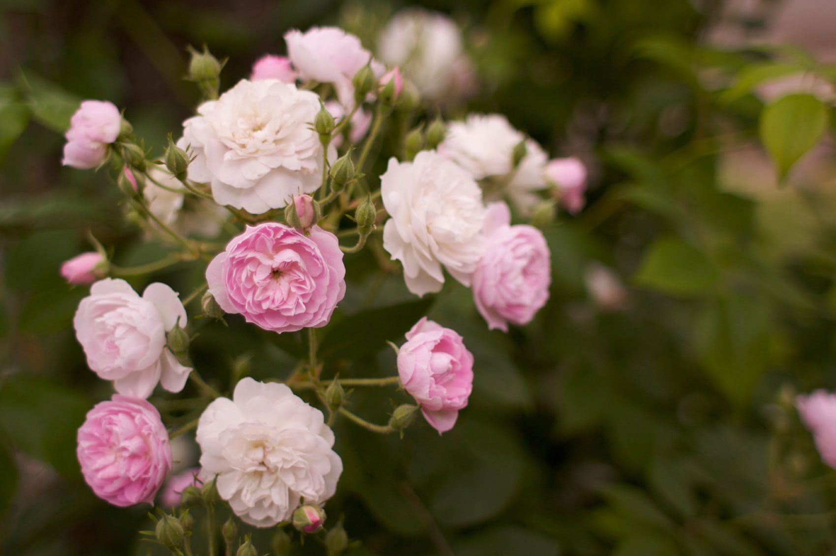 How To Grow Roses For A Garden Full Of Romantic Blooms | Gardening Know How