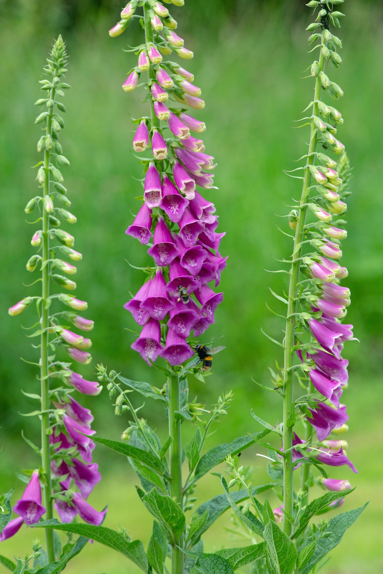 Best budget plants: 50 ideas for low-cost gardening | Gardeningetc