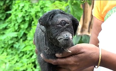 Meet the 'Cyclops Kid': One-Eyed Goat Born in India | Live Science