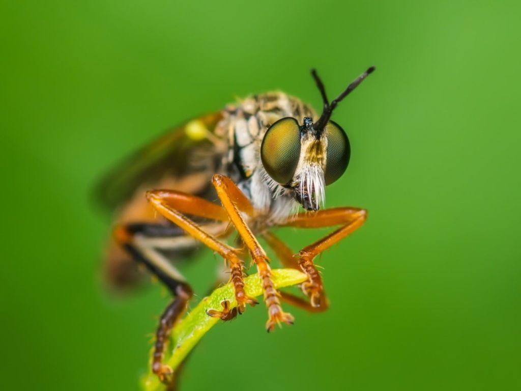 Robber Fly Information - Learn About Robber Flies In Gardens ...