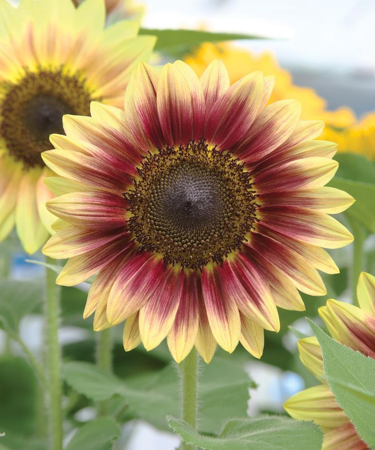 Sunflower varieties to grow - 9 bold and easy blooms to try | Homes and ...