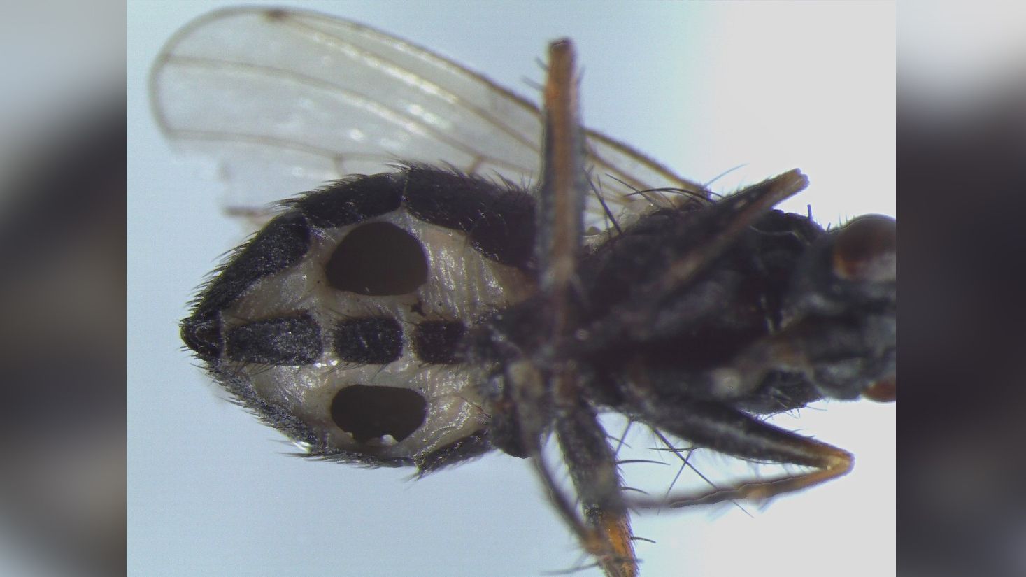 Newly discovered fungi turn flies into zombies and devour them from the ...