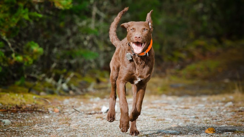 22 American dog breeds | PetsRadar