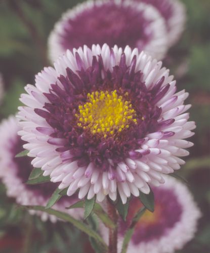 Types of asters: 15 beautiful varieties to try | Gardeningetc