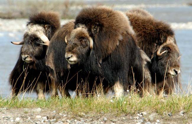 Image Gallery: Life at the North Pole | Live Science