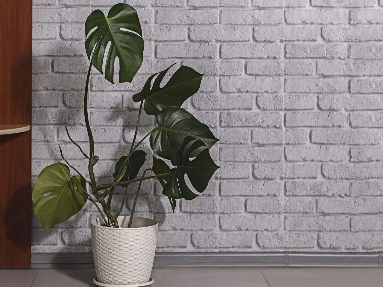 The 8 easiest and fastest plants to grow indoors | Livingetc