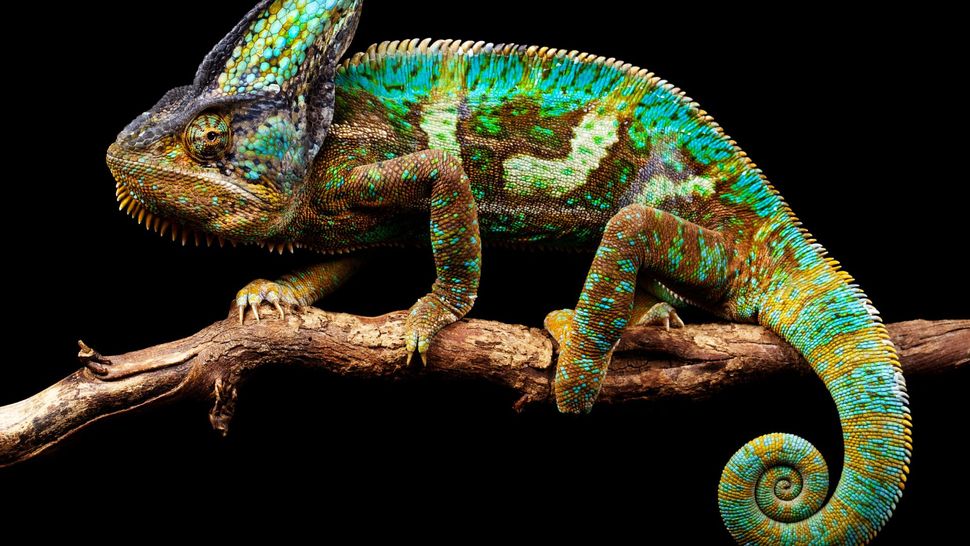 32 different types of reptile you can keep as a pet | PetsRadar