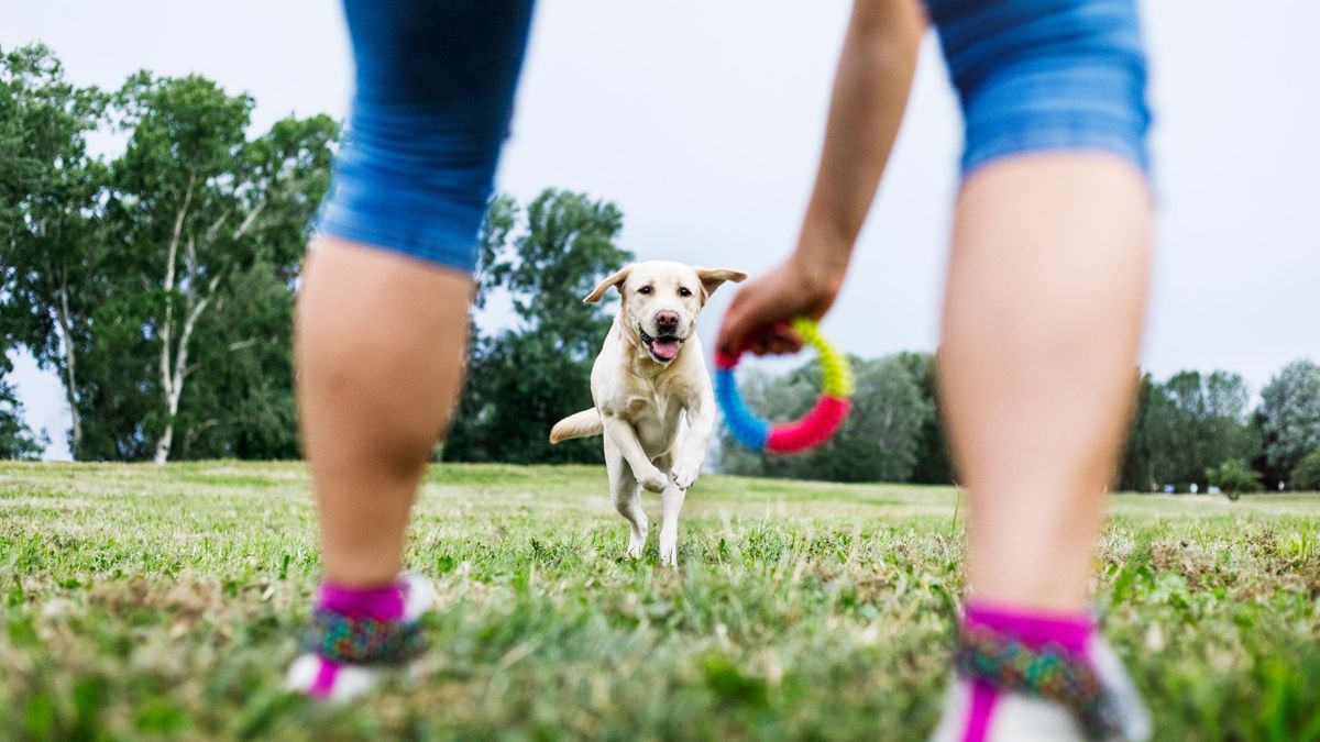 How do I stop my dog running off? | PetsRadar